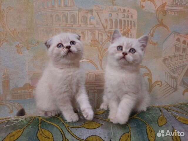 Шотландские котята