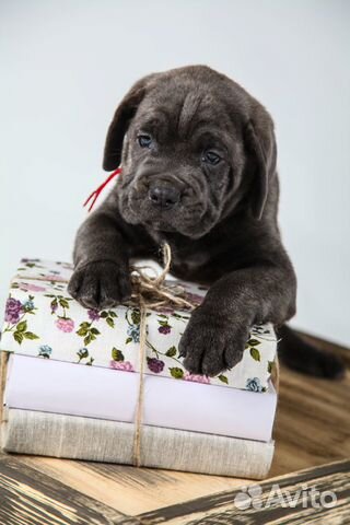 Кане Корсо от Мульти Чемпиона в Кемерово