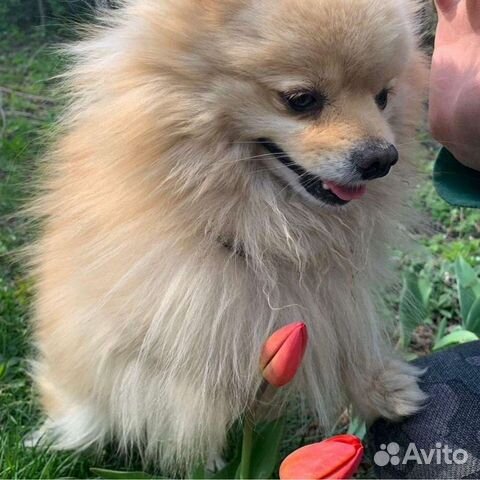 Шпиц вязка, фотоссесии