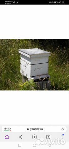 Пчелосемьи