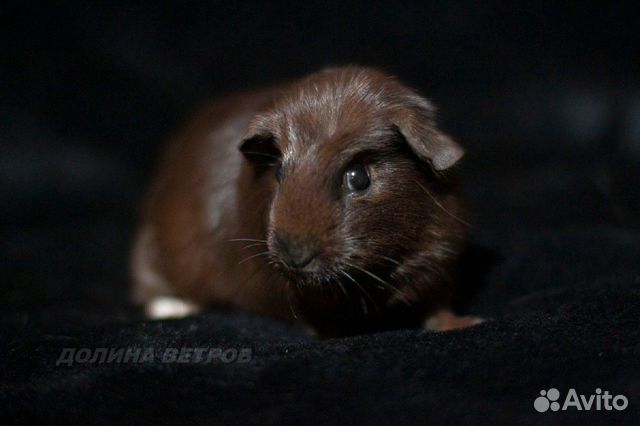 Морская свинка куница сорока с белым