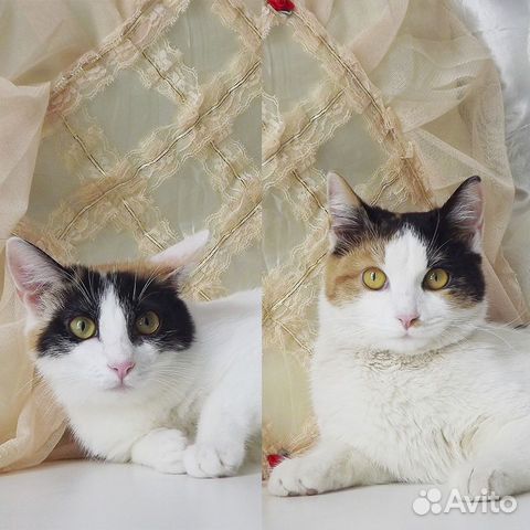 Две молодые трехцветки