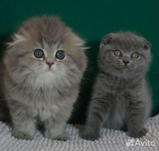 Вислоухие котята