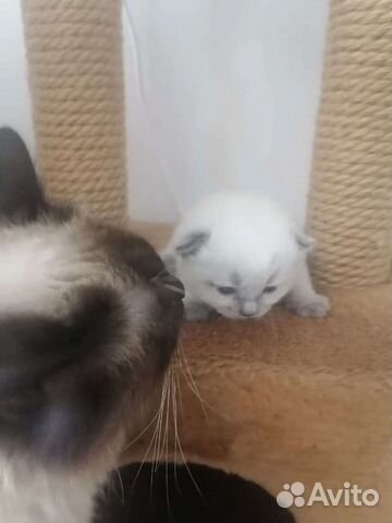 Котята невские-маскарадные