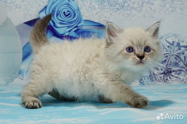 Невский маскарадный мальчик 2 мес с док-ми