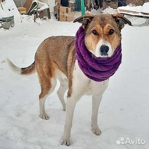 Друг Компаньон Собака в добрые руки