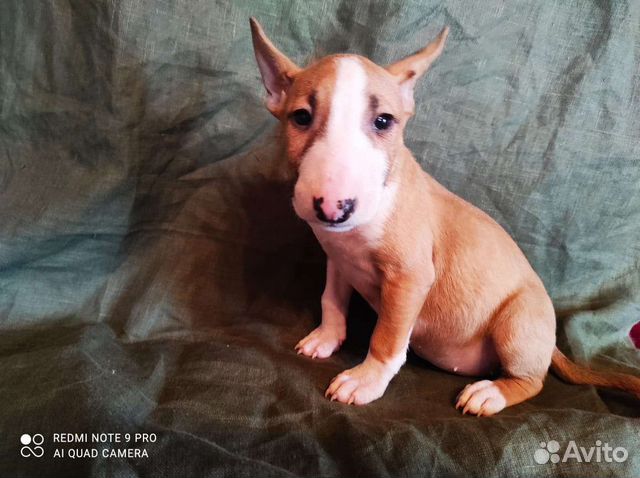 Миниатюрный бультерьер щенки