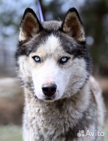 Сибирский хаски