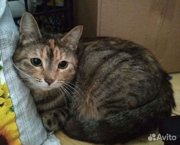 Кошка