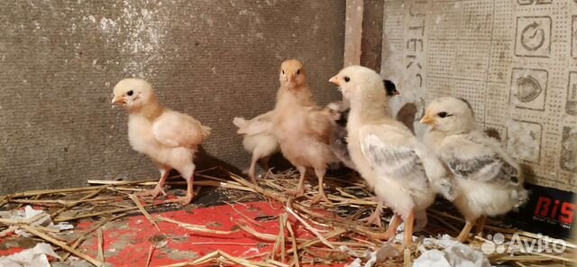 Цыплята