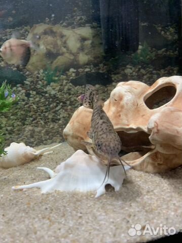 2 сома(самец и самка )