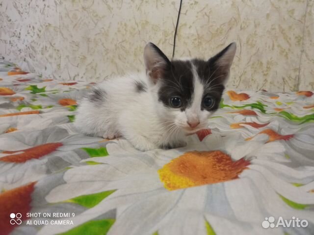 Симпатичная девочка - котёнок