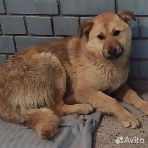 Молодая девочка в добрые руки