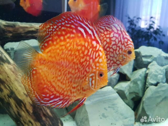 Дискус Красная Карта