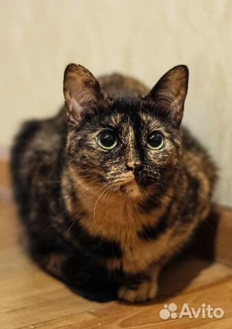 Кошка Яшма