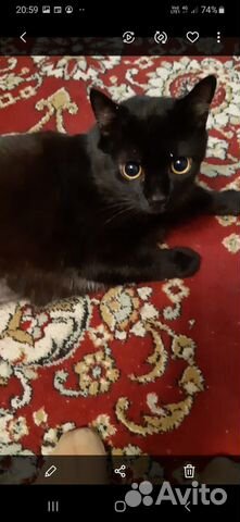 Котик Мишка