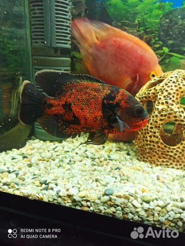 Анциструс вуалевый