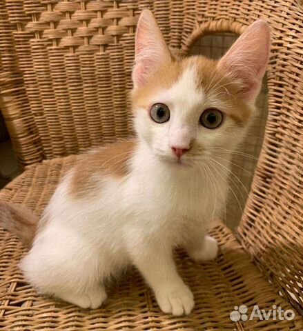 Рыжий котенок мальчик Лисик в дар
