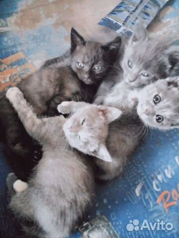 Пятеро совсем крошечных котят, найденных на помойк