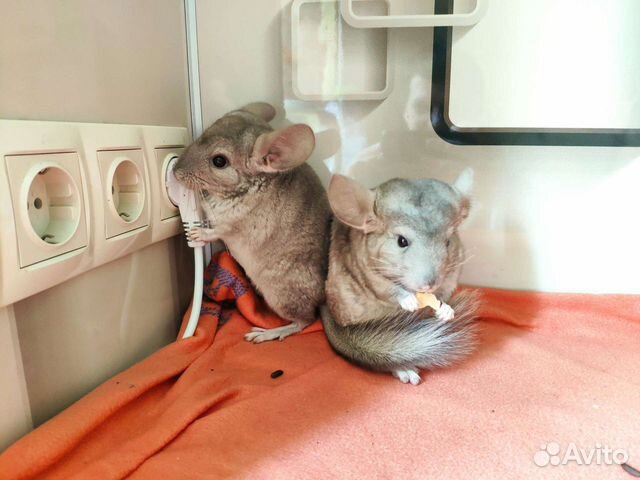 Шиншиленок самец, окрас Эбони\Белый Вильсон