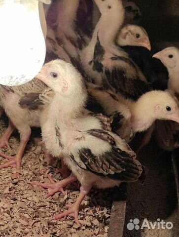Бойцовые цыплята