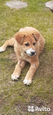 Щенок Челси