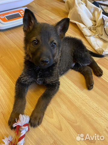 Маленький щенок