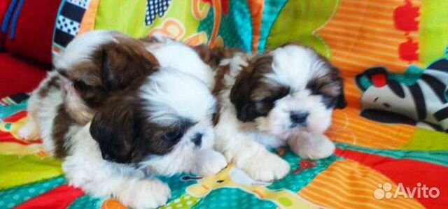 Великолепные щеночки ши-тцу