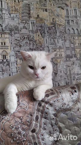 Вязка британец