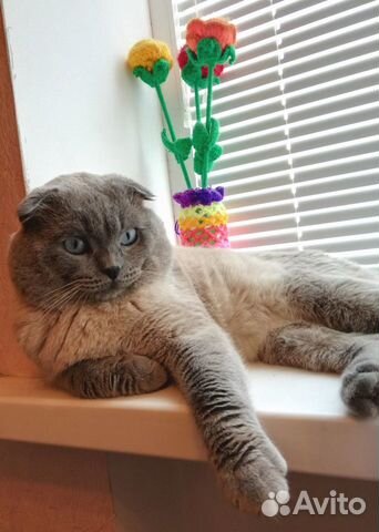 Котик ищит Кошечку