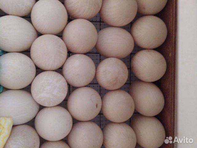 Инкубационное яйцо индоутки