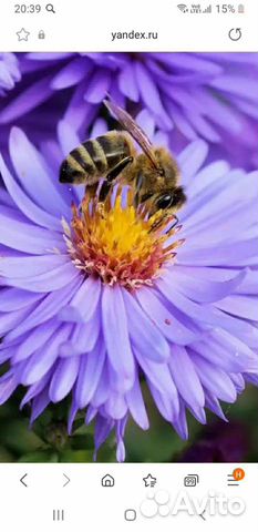 Продам пчелосемьи