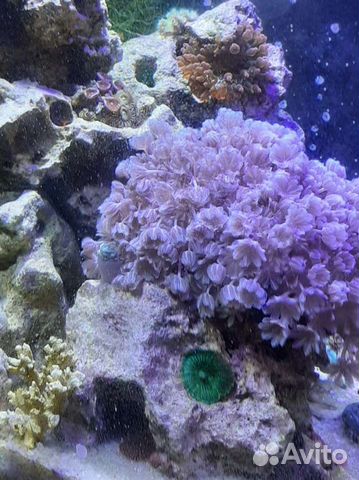 Ксения пульсирующая коралл