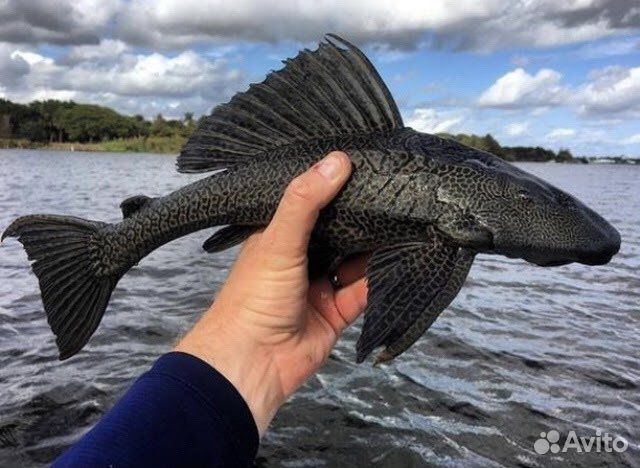 Анциструс Сом плекостомус парчовый 40см