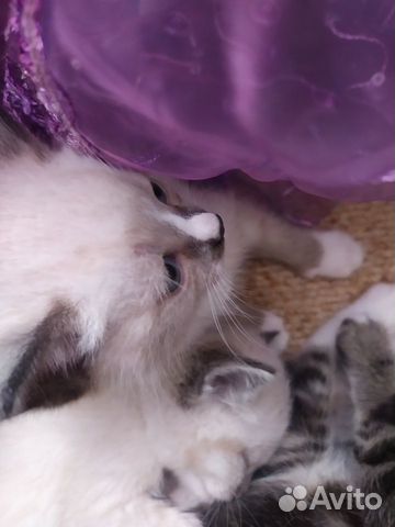 Кошки