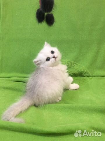 Британские котята шиншилла