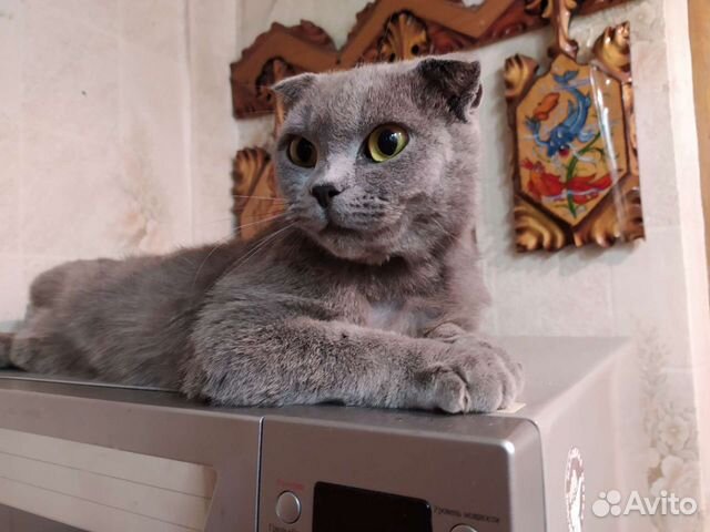 Шотландский вислоухий кот. Вязка