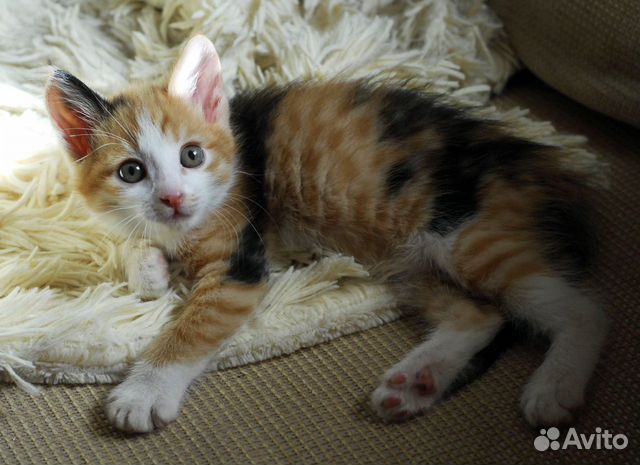 Кошечка-трехцветка (2 месяца)
