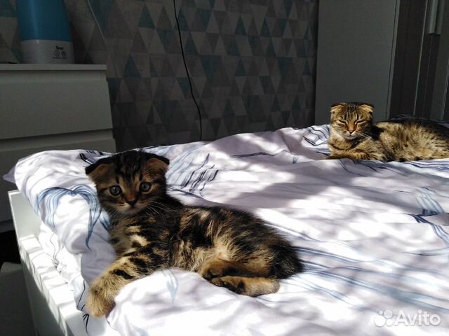 Вислоухий британский котенок