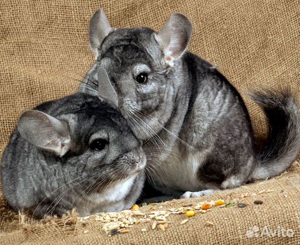 Серебристая шиншилла