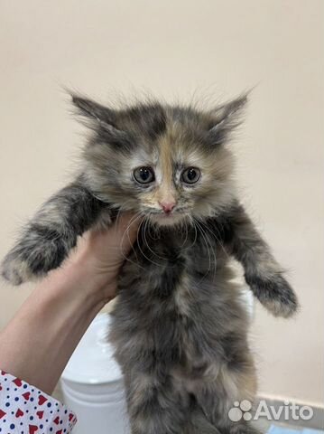 Трехцветный котенок