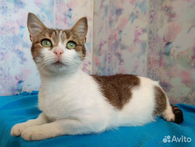 Кошки в добрые руки бесплатно