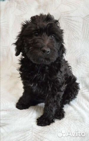 Щенок в дар, в добрые руки