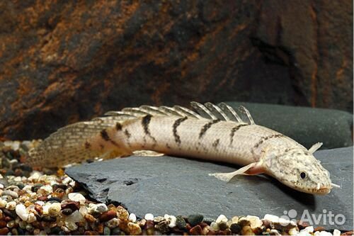 Полиптерус дельгизи