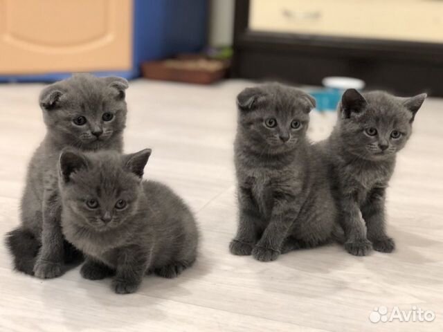 Котятки британцы