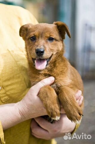 Малышка 2 месяца в добрые руки