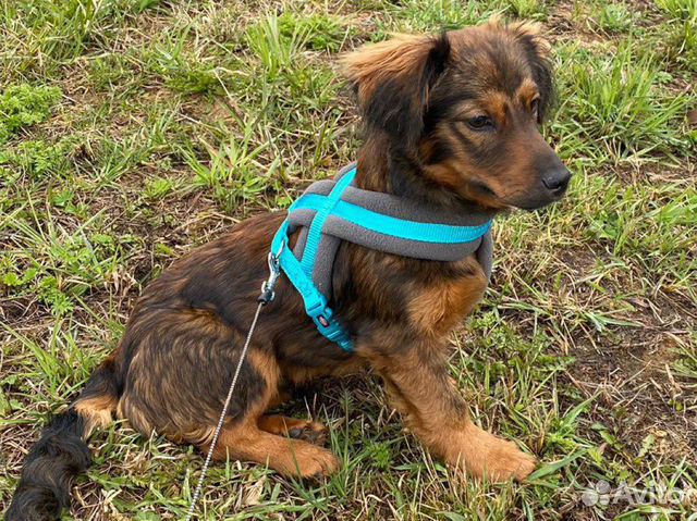 Маффин щенок небольшой собачки