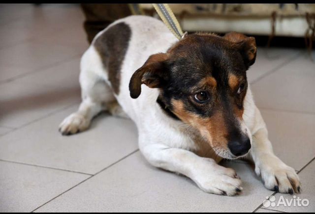 Собака мальчик ищет дом