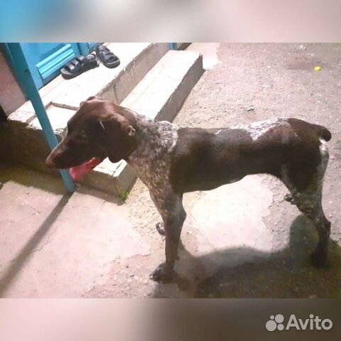 Курцхаар, ищем только прежнего хозяина