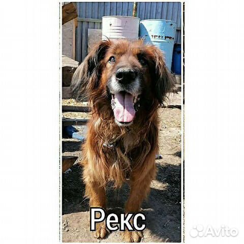 Собака кобель 9 лет сторож